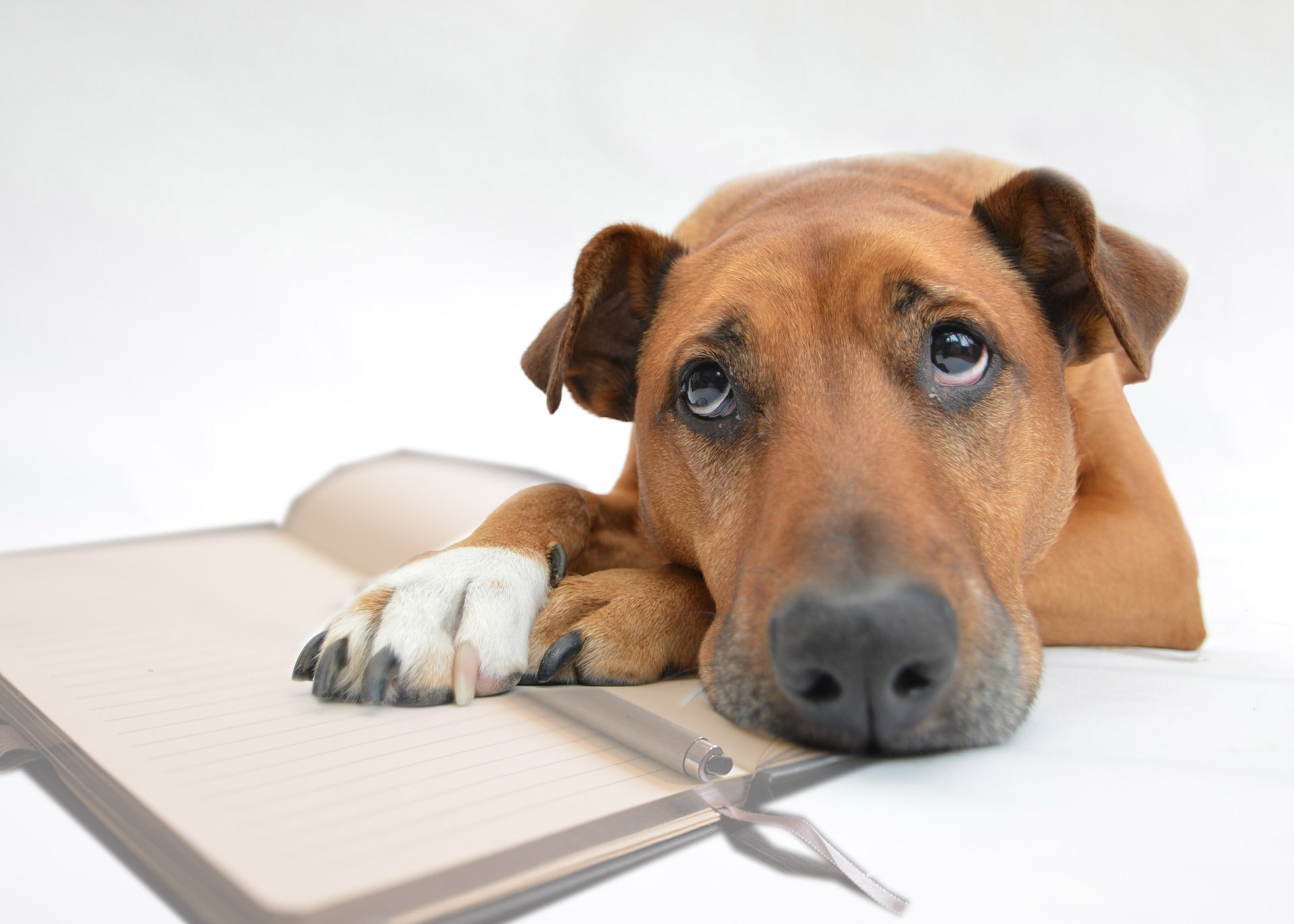 Dog’s Diary: a Day in the Life | Paula Harmon