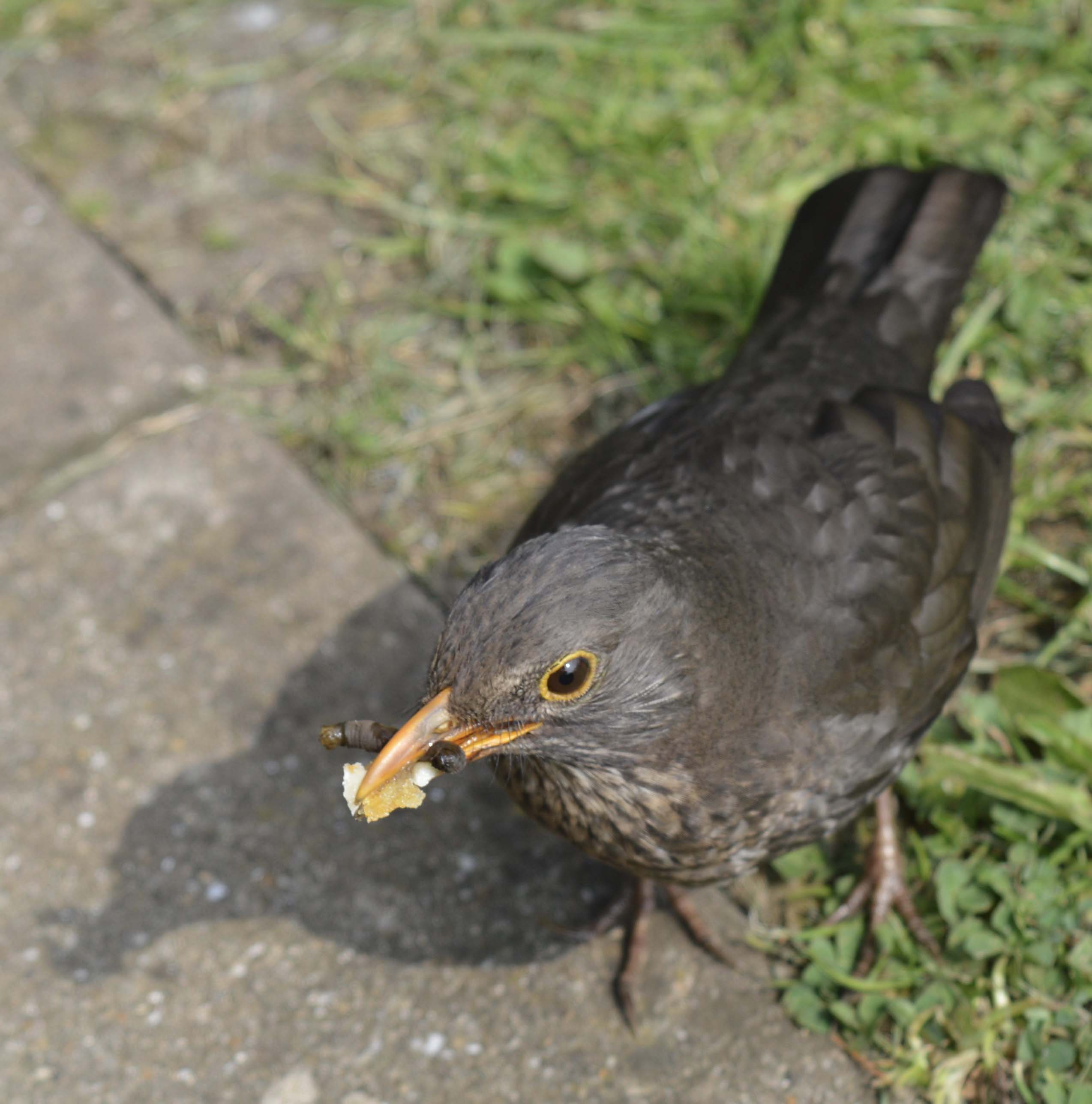 In Two Minds | Paula Harmon