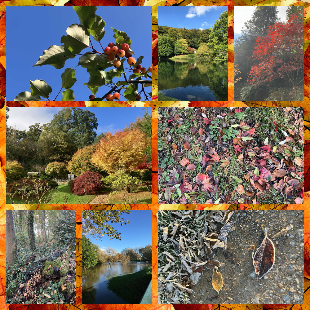 Forever Autumn | Paula Harmon